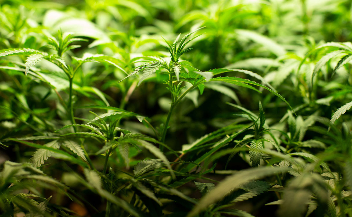 Higher Grade • Denver Boutique Cannabis Dispensaries